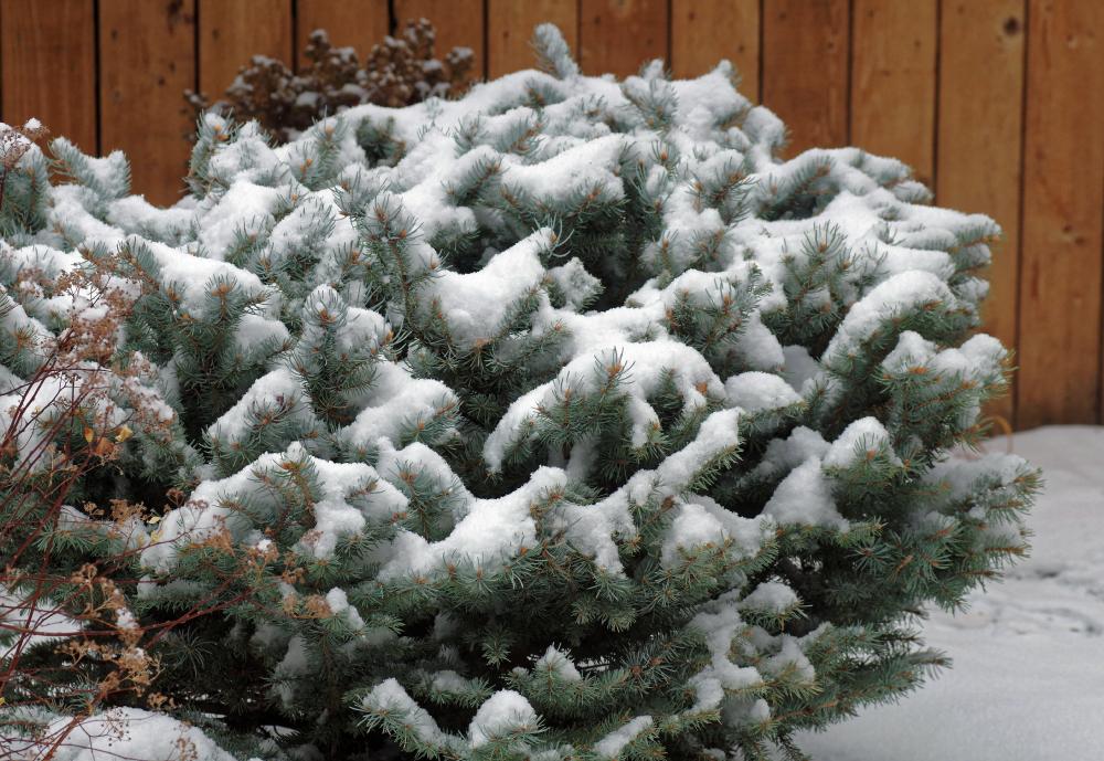 Spruces: Plant Care and Collection of Varieties - Garden.org