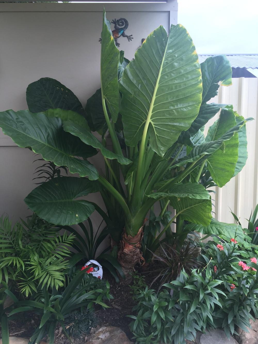 Elephant ear seed pods in the Ask a Question forum - Garden.org