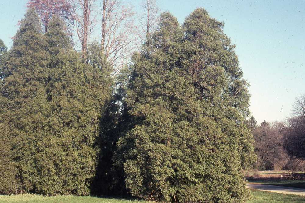 Arborvitaes: Plant Care and Collection of Varieties - Garden.org