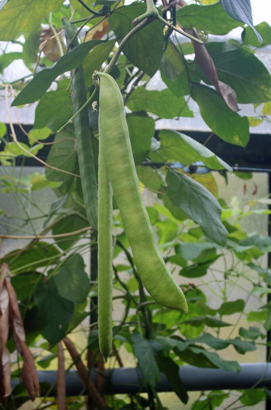 Canavalia Ensiformis Seeds