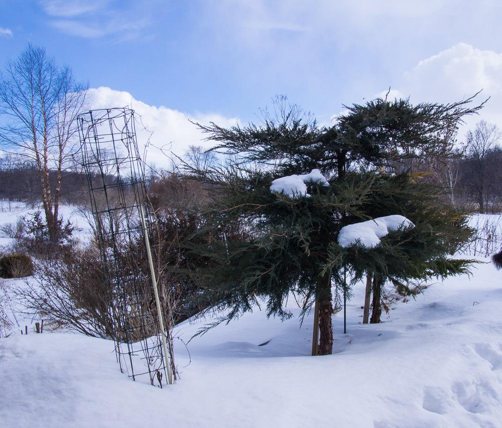 Eastern Red Cedar (Juniperus virginiana 'Silver Spreader') - Garden.org