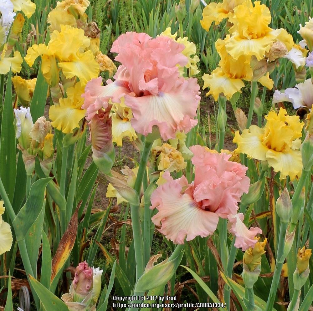 Photo of the entire plant of Tall Bearded Iris (Iris 'Sugar High ...
