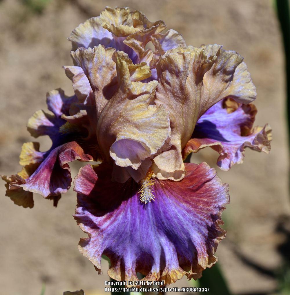 Photo of the bloom of Tall Bearded Iris (Iris 'Panjandrum') posted by ARUBA1334 - Garden.org