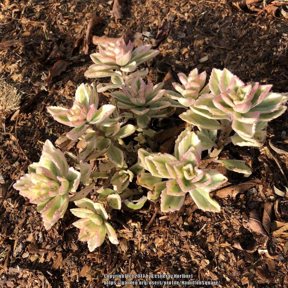 Lobster Flower (Coleus neochilus 'Mike's Fuzzy Wuzzy') - Garden.org