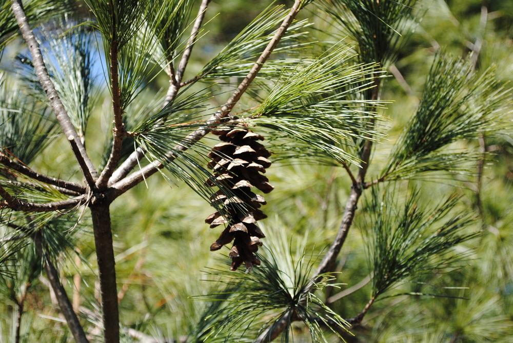 Photo of the cone of Eastern White Pine (Pinus strobus) posted by ...