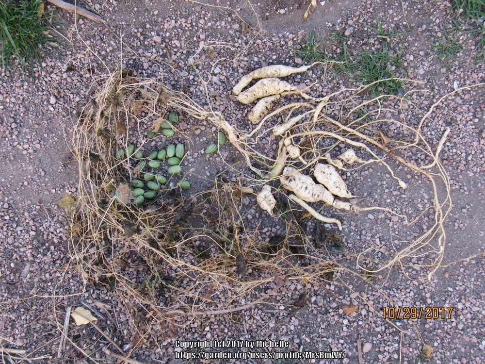 Photo of the roots of Cucamelon (Melothria scabra) posted by MrsBinWY ...