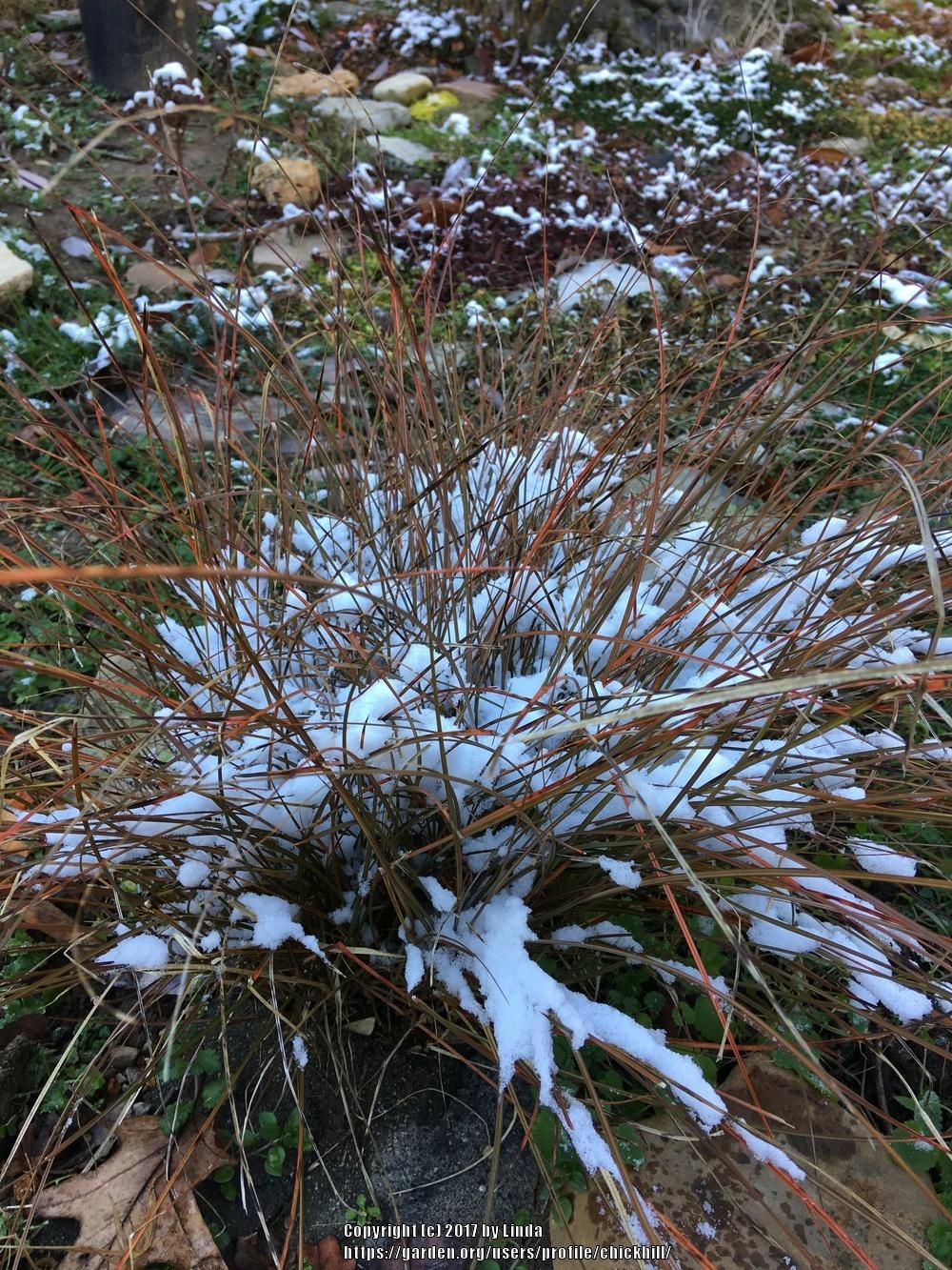 Photo of the winter interest of New Zealand Hair Sedge (Carex ...