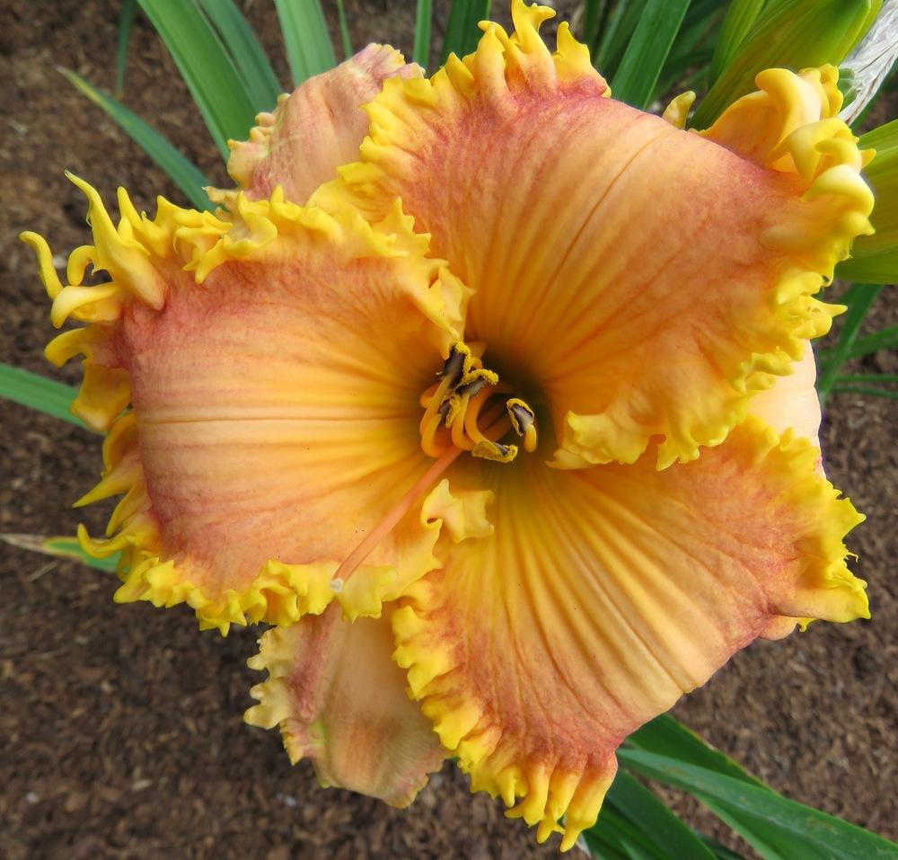 Photo of the bloom of Daylily (Hemerocallis 'Kuhina') posted by ...