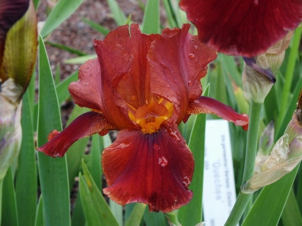 Tall Bearded Iris (Iris 'Quechee') in the Irises Database - Garden.org