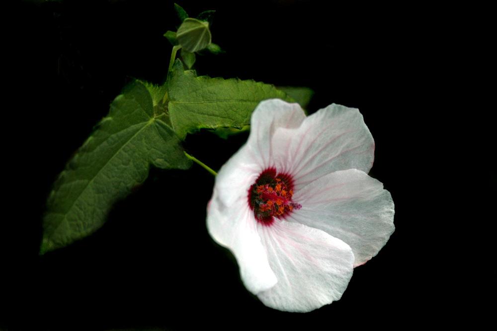 Spear Leaf Swamp Mallow (Pavonia hastata) in the Shell Flowers (Pavonia ...