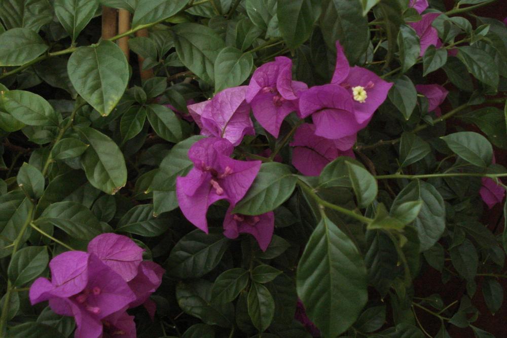 Bougainvillea 'Elizabeth Angus' in the Bougainvilleas Database - Garden.org