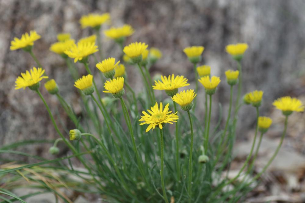 Desert Yellow Fleabane (Erigeron linearis) - Garden.org