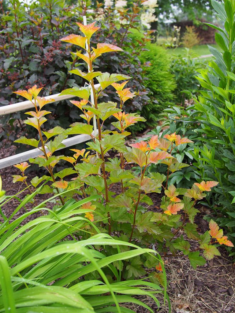 Photo of the seedling or young plant of Eastern Ninebark (Physocarpus ...