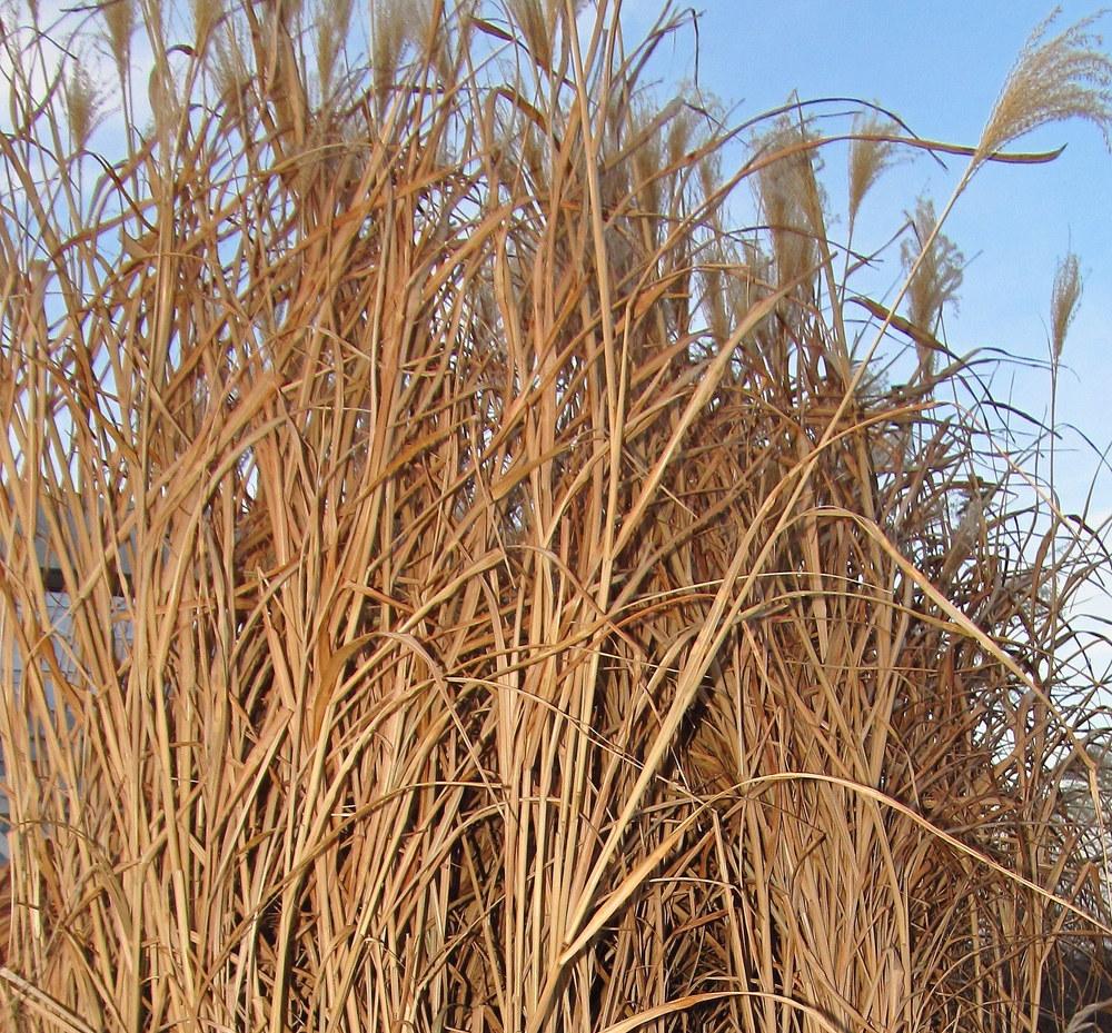 Porcupine Grass (Miscanthus sinensis 'Zebrinus Strictus') - Garden.org