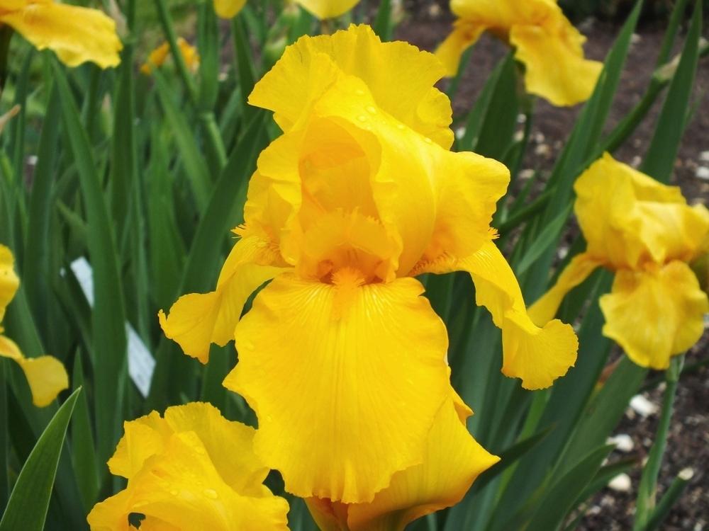 Tall Bearded Iris (Iris 'Sunny Splendor') in the Irises Database ...