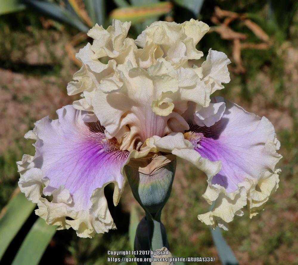 Photo of the bloom of Tall Bearded Iris (Iris 'Space Signal') posted by ...