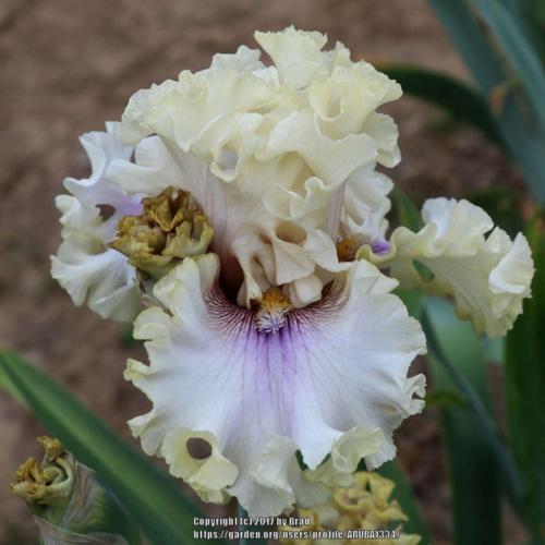 Tall Bearded Iris (Iris 'Space Signal') in the Irises Database - Garden.org