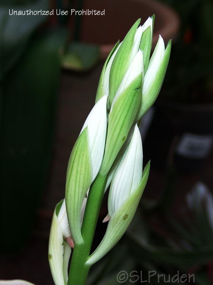 Photo of the bloom of Nun's Cap Orchid (Calanthe tankervilleae) posted ...