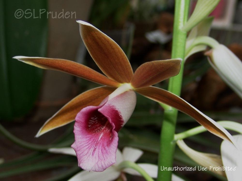 Photo of the bloom of Nun's Cap Orchid (Calanthe tankervilleae) posted ...