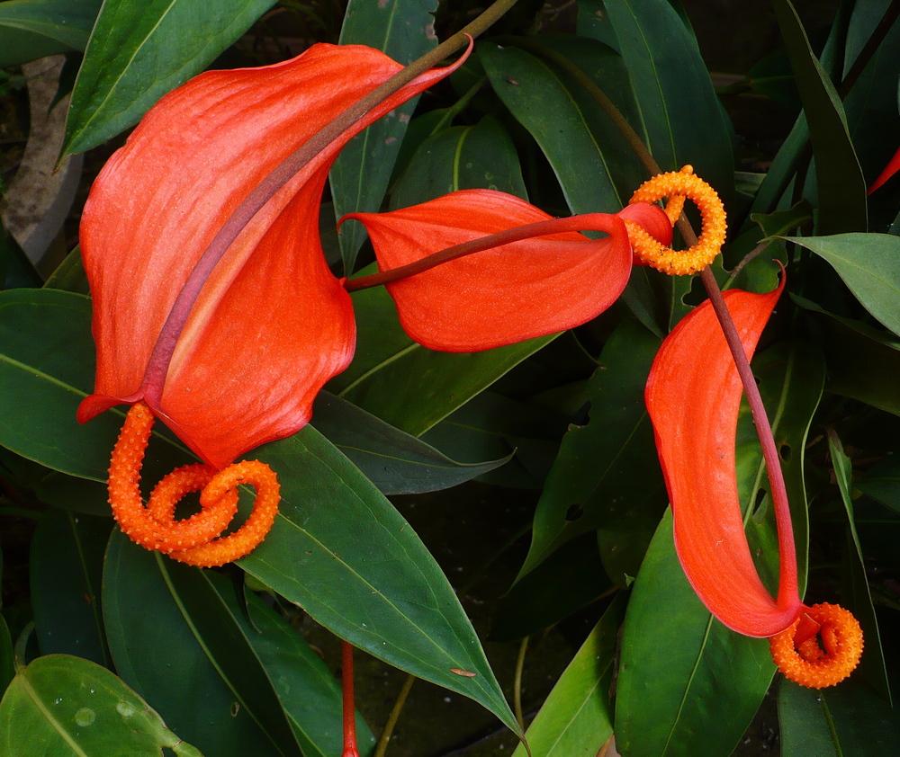 Photo of the bloom of Pigtail Anthurium (Anthurium scherzerianum ...