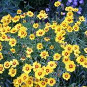 Lanceleaf Coreopsis (Coreopsis lanceolata 'Sterntaler') in the ...