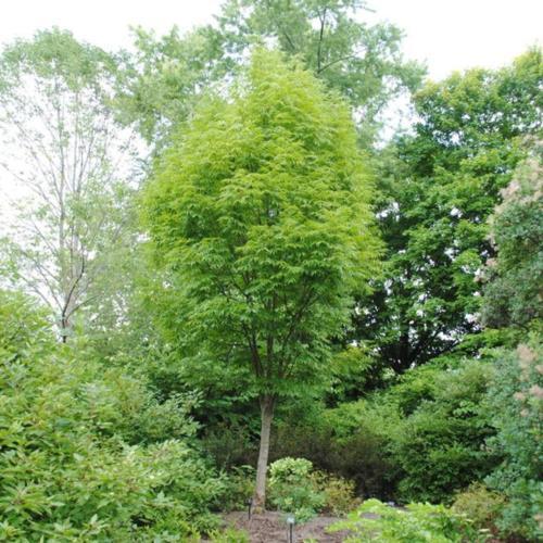 Ash (Fraxinus mandshurica 'Mancana') - Garden.org