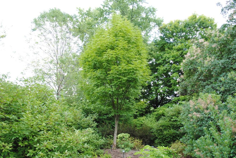 Ash (Fraxinus mandshurica 'Mancana') - Garden.org