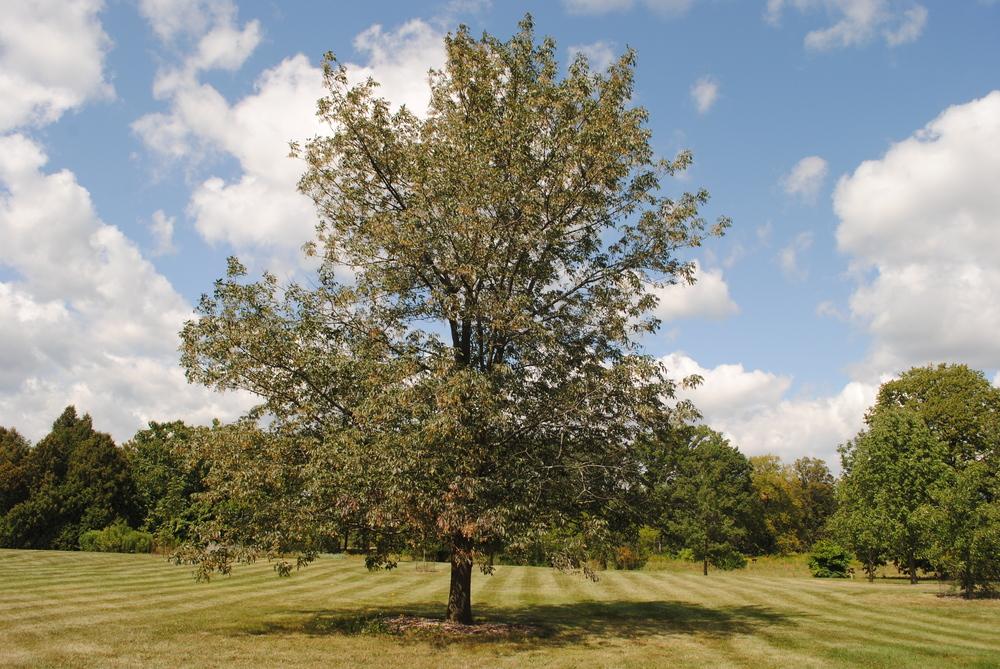 Pumpkin Ash (Fraxinus profunda) - Garden.org