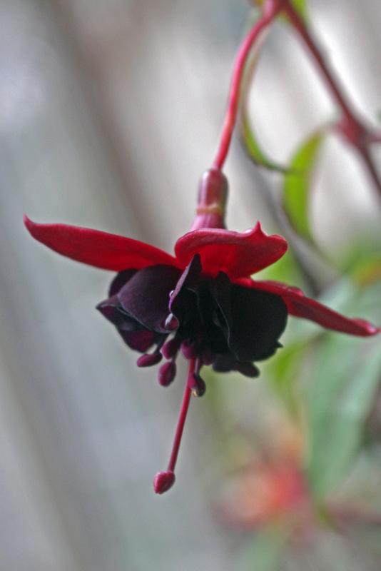 Photo of the bloom of Lady's Eardrops (Fuchsia 'Lady in Black') posted ...