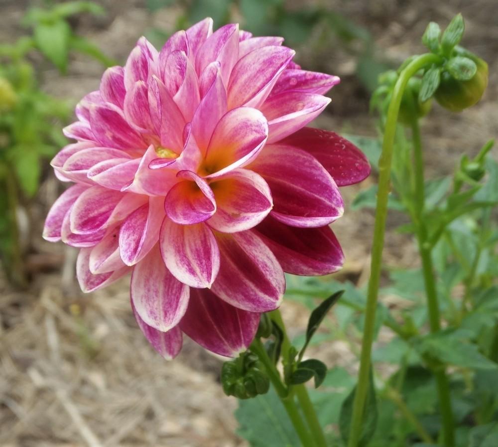 Photo of the bloom of Dahlia Dalaya™ Bali posted by carolem - Garden.org