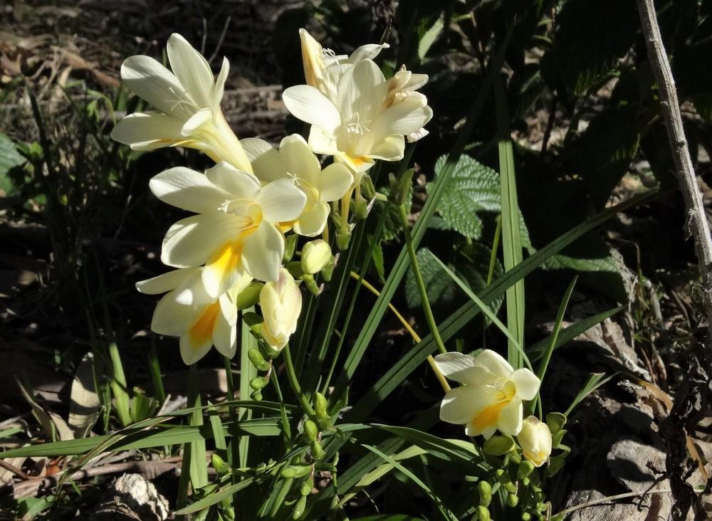 Freesias: Plant Care and Collection of Varieties - Garden.org