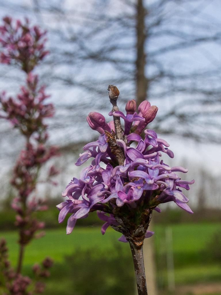Chinese Lilac (Syringa x chinensis) in the Lilacs Database - Garden.org