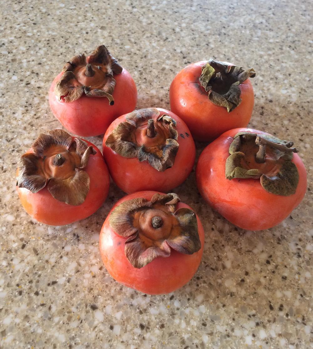 Persimmons: Plant Care and Collection of Varieties - Garden.org
