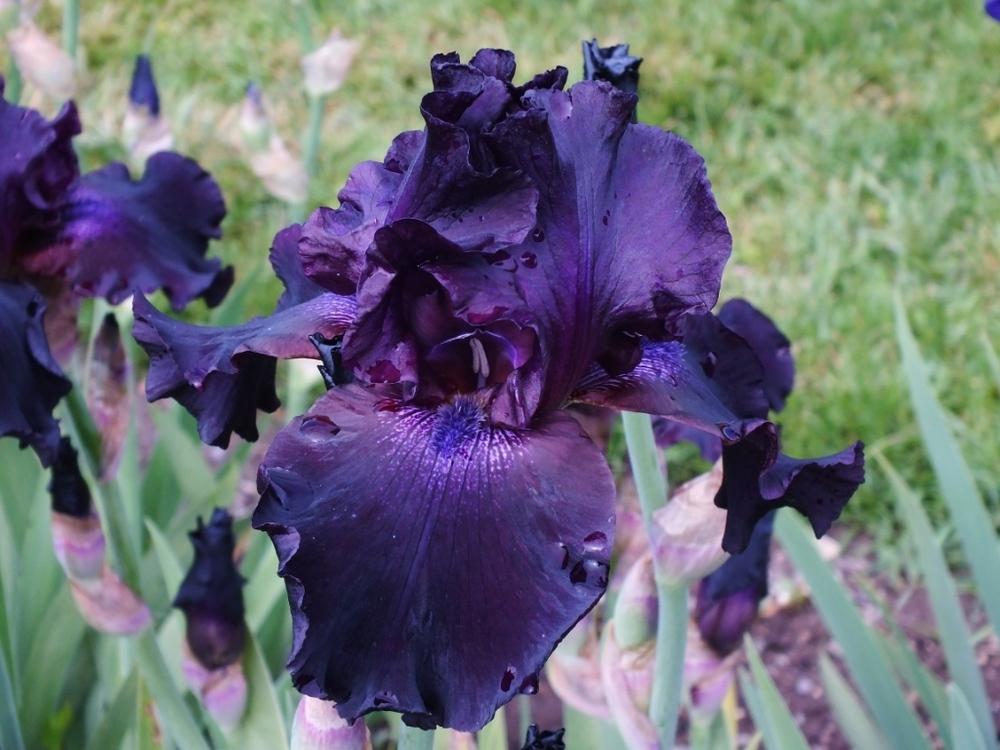 Tall Bearded Iris (Iris 'Superstition') in the Irises Database - Garden.org