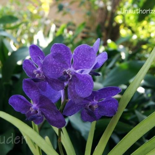 Orchid (Vanda Princess Mikasa) - Garden.org