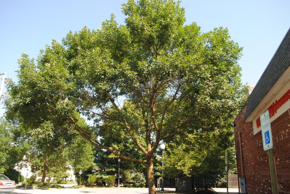 Photo of the entire plant of Green Ash (Fraxinus pennsylvanica ...