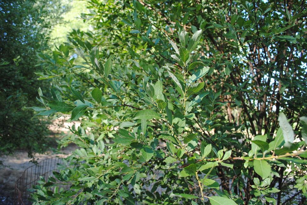 Photo of the leaves of Pussy Willow (Salix discolor) posted by ILPARW ...