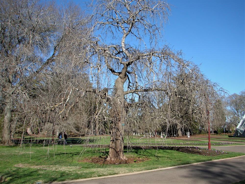 Weeping European Ash (Fraxinus excelsior 'Pendula') - Garden.org