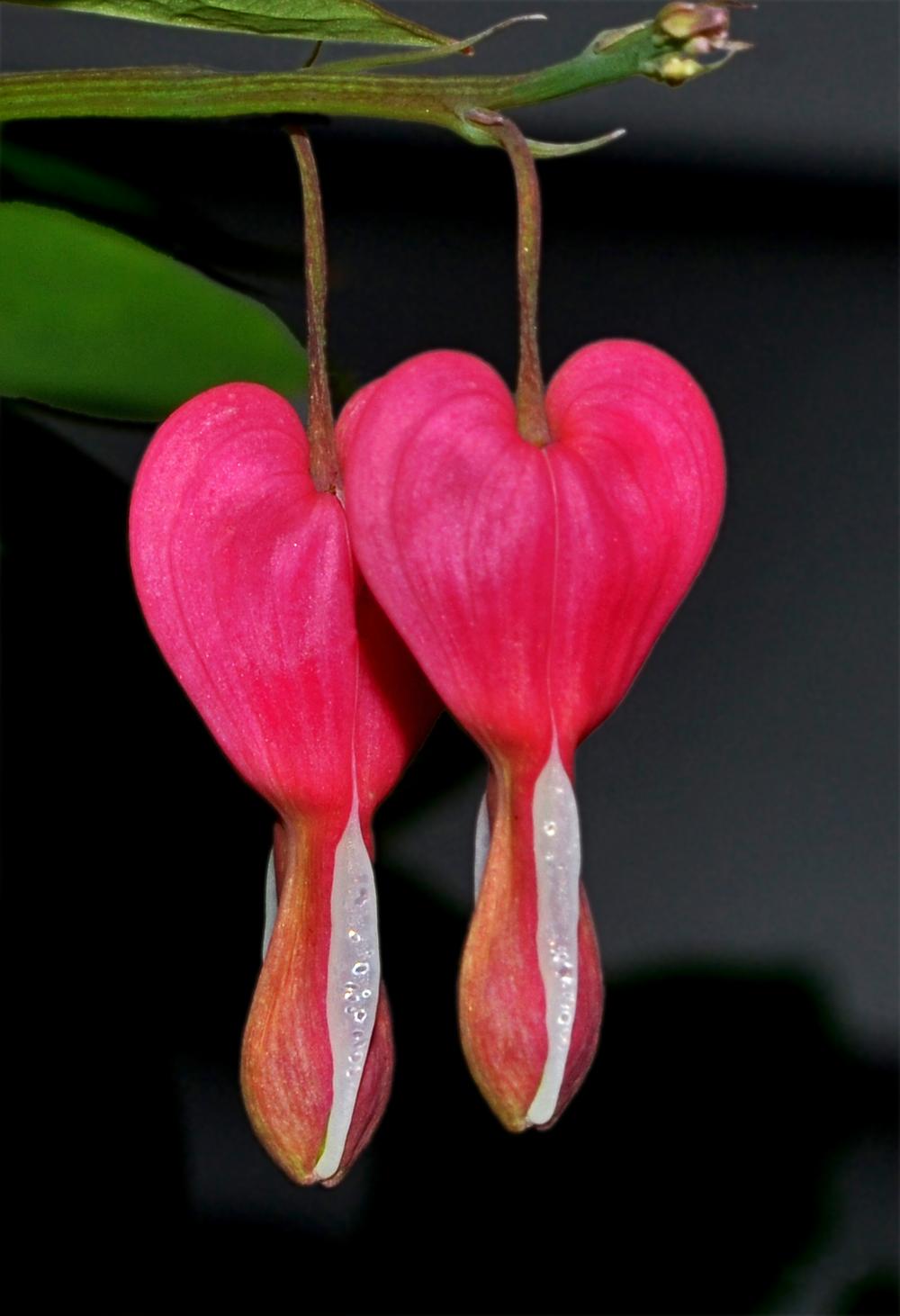 Bleeding Hearts: Plant Care and Collection of Varieties - Garden.org