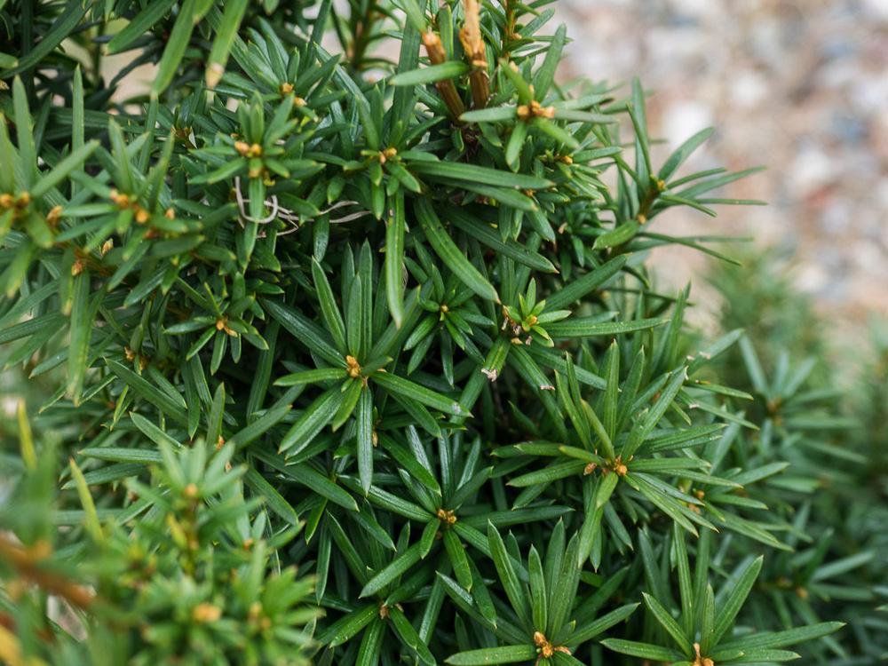 Photo of the leaves of Hicks Yew (Taxus 'Hicksii') posted by ...