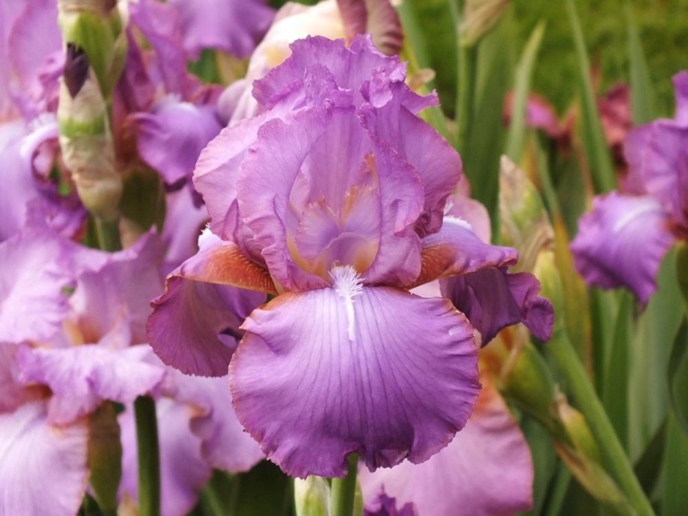 Tall Bearded Iris (Iris 'Amethyst Flame') in the Irises Database ...