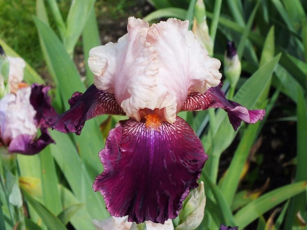 Tall Bearded Iris (Iris 'Changing Times') in the Irises Database ...