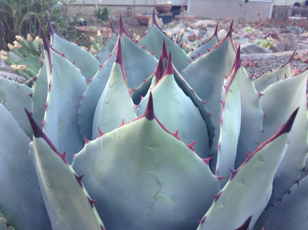 Photo of the entire plant of Parry's Agave (Agave parryi 'J.C. Raulston ...