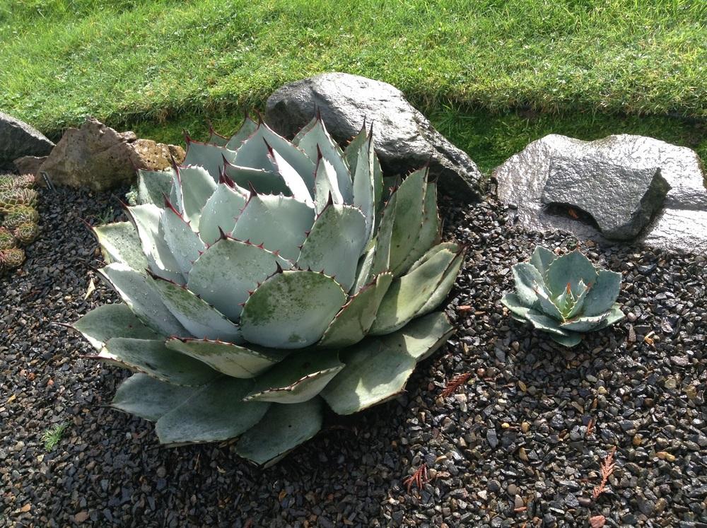 Photo of the entire plant of Parry's Agave (Agave parryi 'J.C. Raulston ...