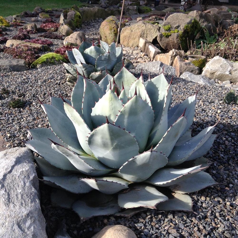 Photo of the entire plant of Parry's Agave (Agave parryi 'J.C. Raulston ...
