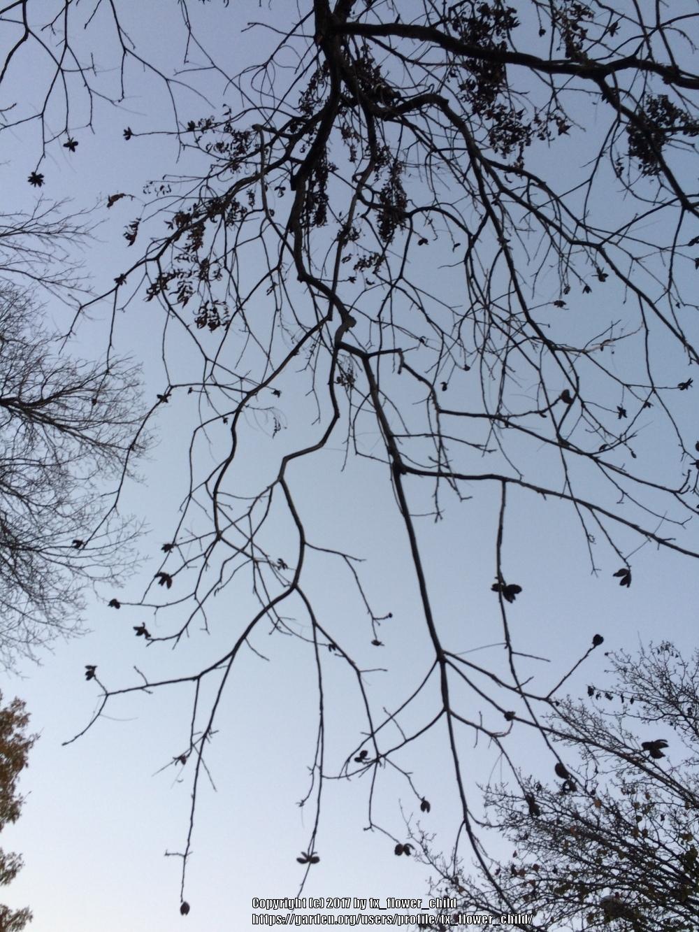 The Main Plant entry for Pecans (Carya illinoinensis) - Garden.org