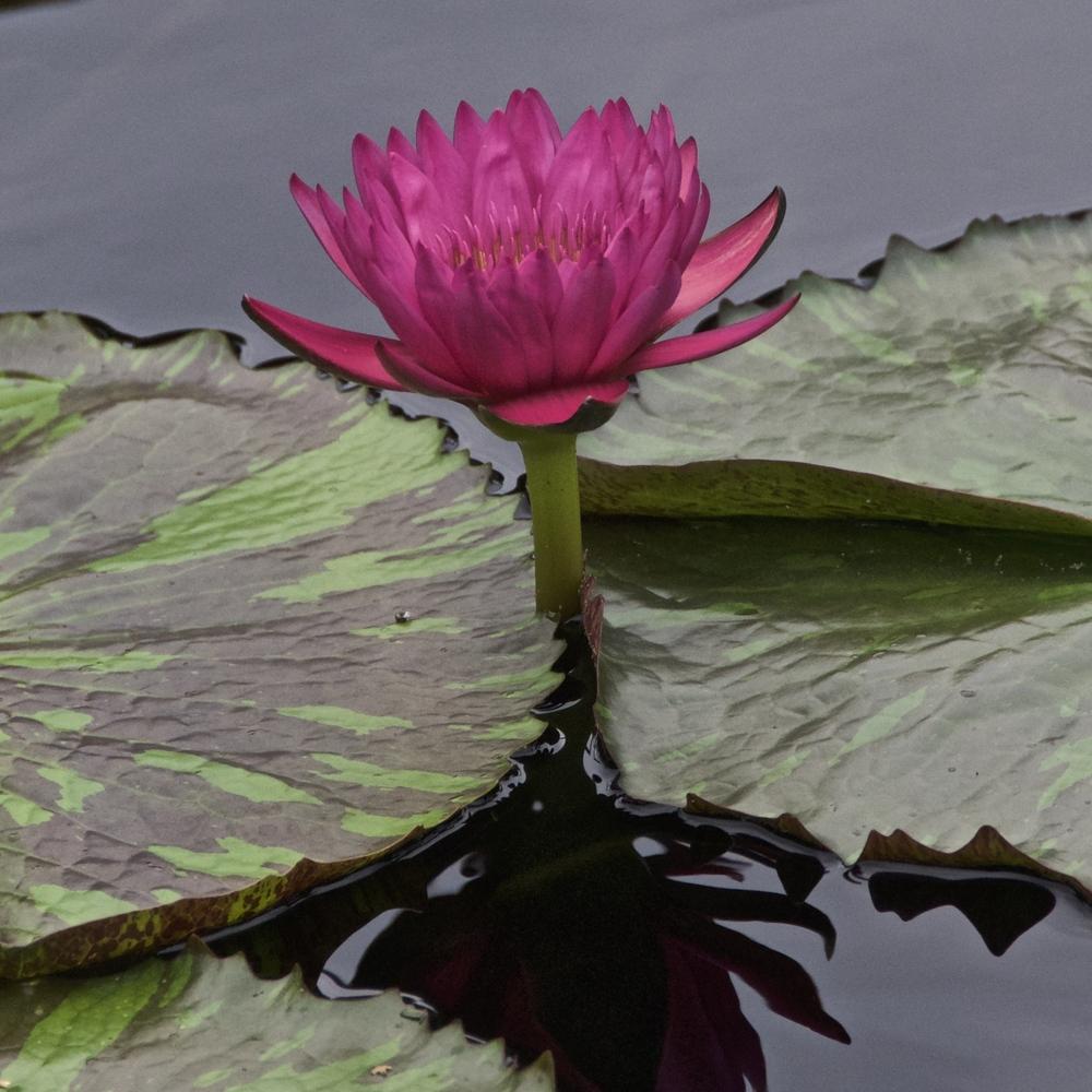 Nymphaeas: Plant Care and Collection of Varieties - Garden.org