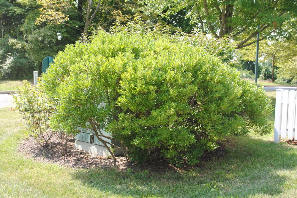 Inkberry (Ilex glabra 'Shamrock') in the Ilex Database - Garden.org
