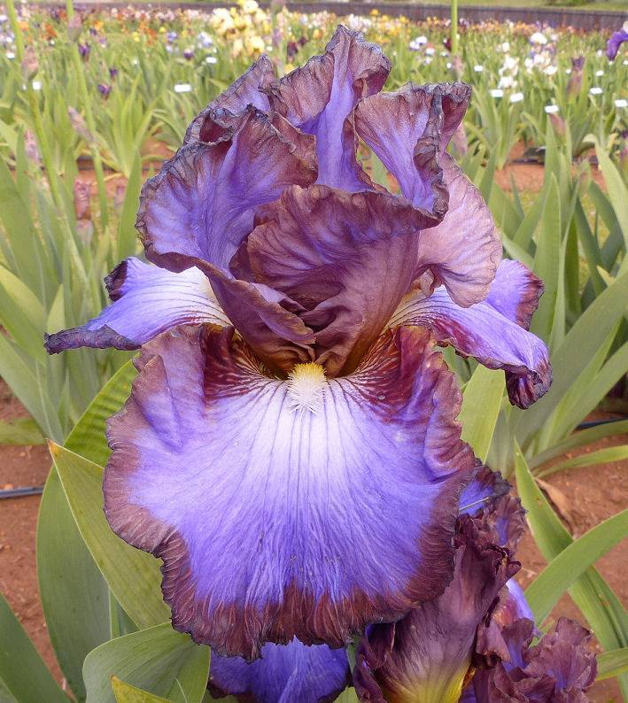 Photo of the bloom of Tall Bearded Iris (Iris 'Molokini') posted by Misawa77 - Garden.org