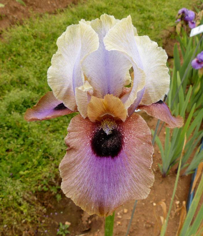 Arilbred Iris (Iris 'Trescols Eclipse') in the Irises Database - Garden.org